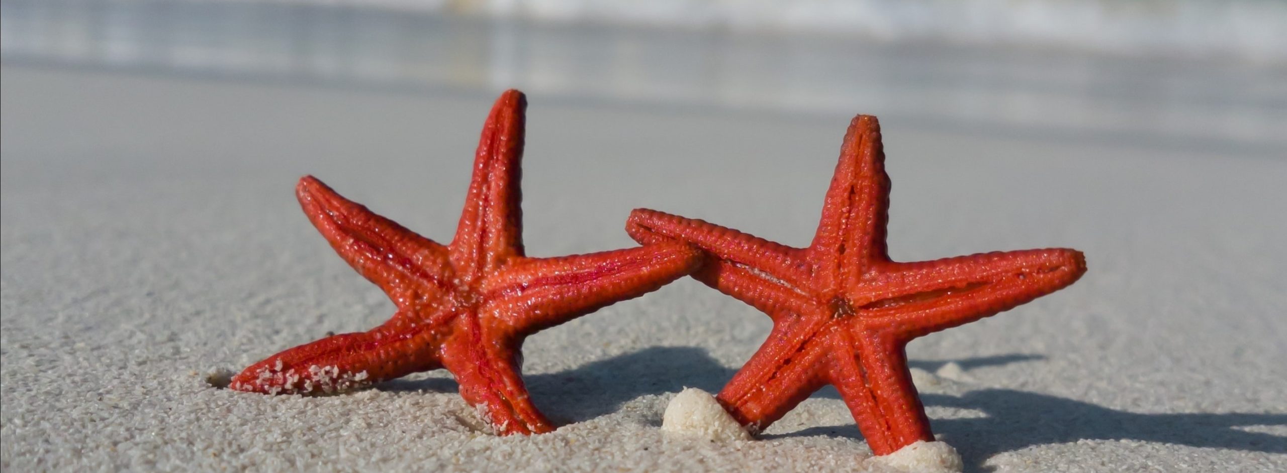 Home - The Starfish Collaborative